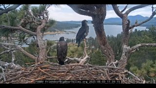 Big Bear eaglet update: Sunny returns home from her first flight – NBC ...