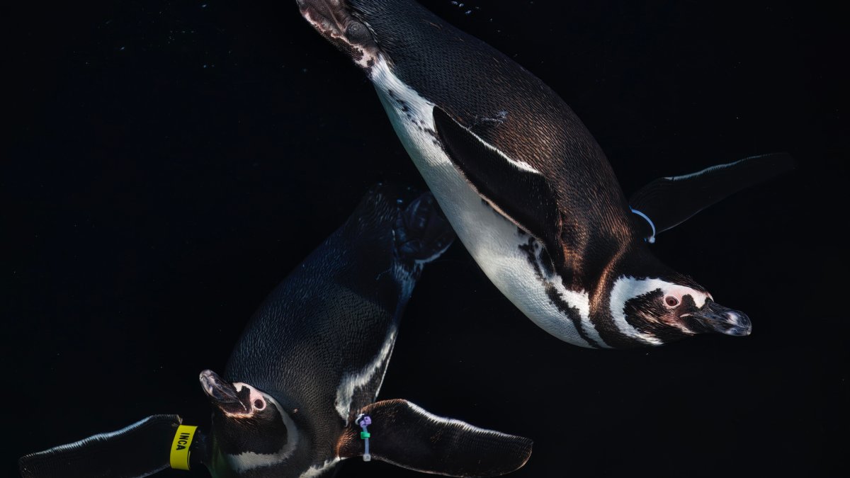 Magellanic penguins coming to Aquarium of Pacific in Long Beach – NBC ...