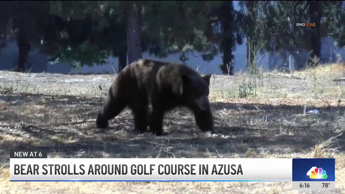 Bear strolls around golf course in Azusa – NBC Los Angeles