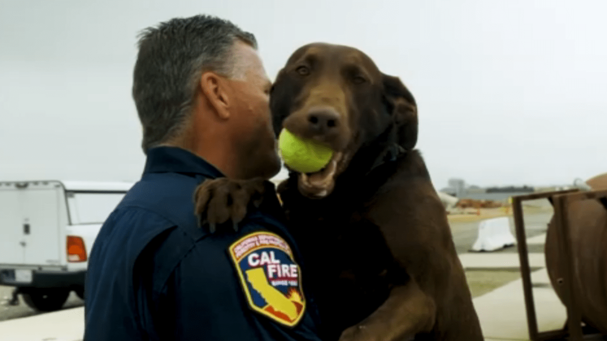 Cal Fire’s K-9s help sniff out Fourth of July fire risks – NBC Los Angeles