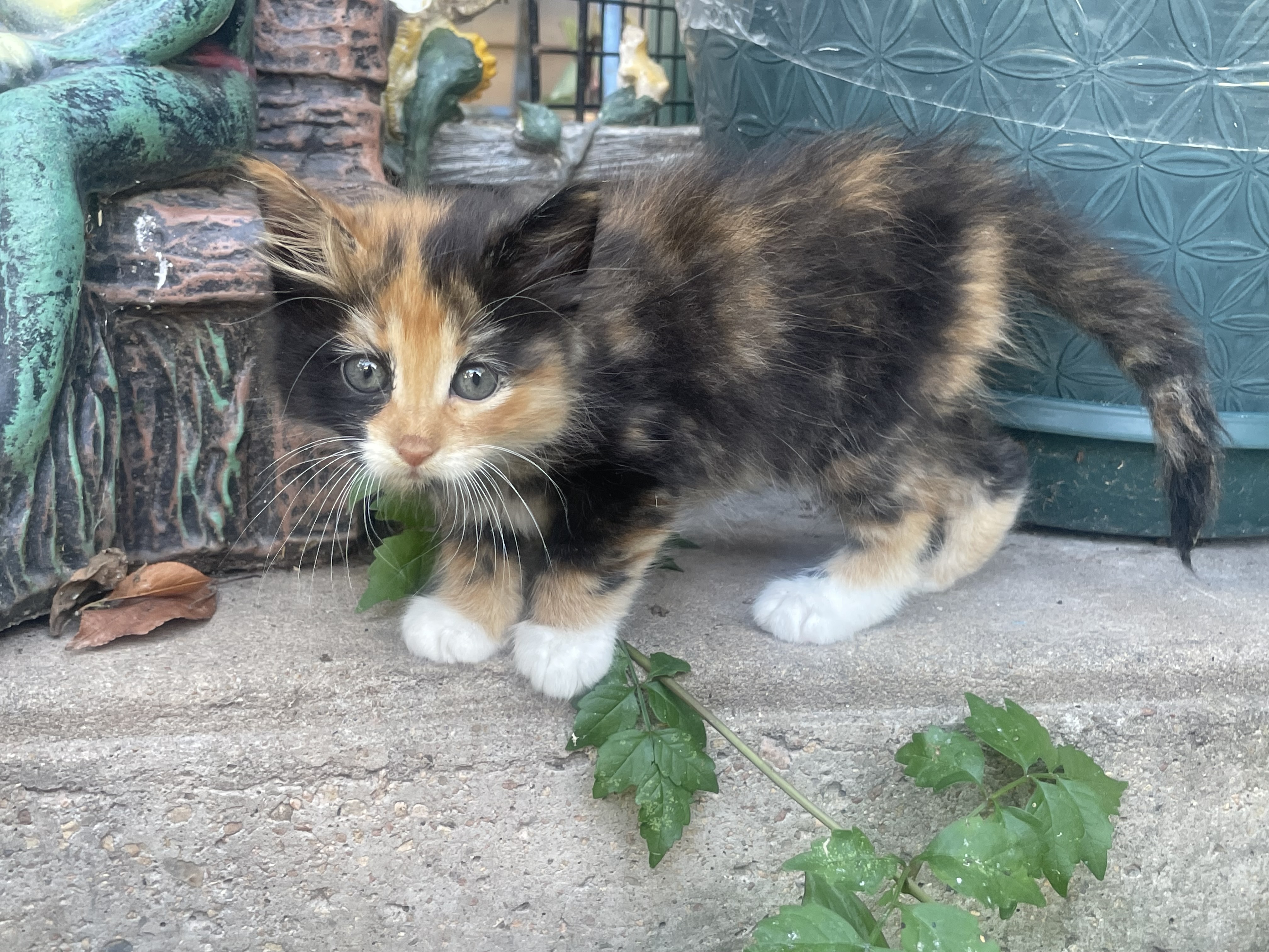 National Kitten Day: Tips to keep furry felines safe – NBC Los Angeles