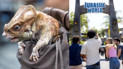 See the Aquilops from ‘Jurassic World Rebirth’ at Universal – NBC Los ...