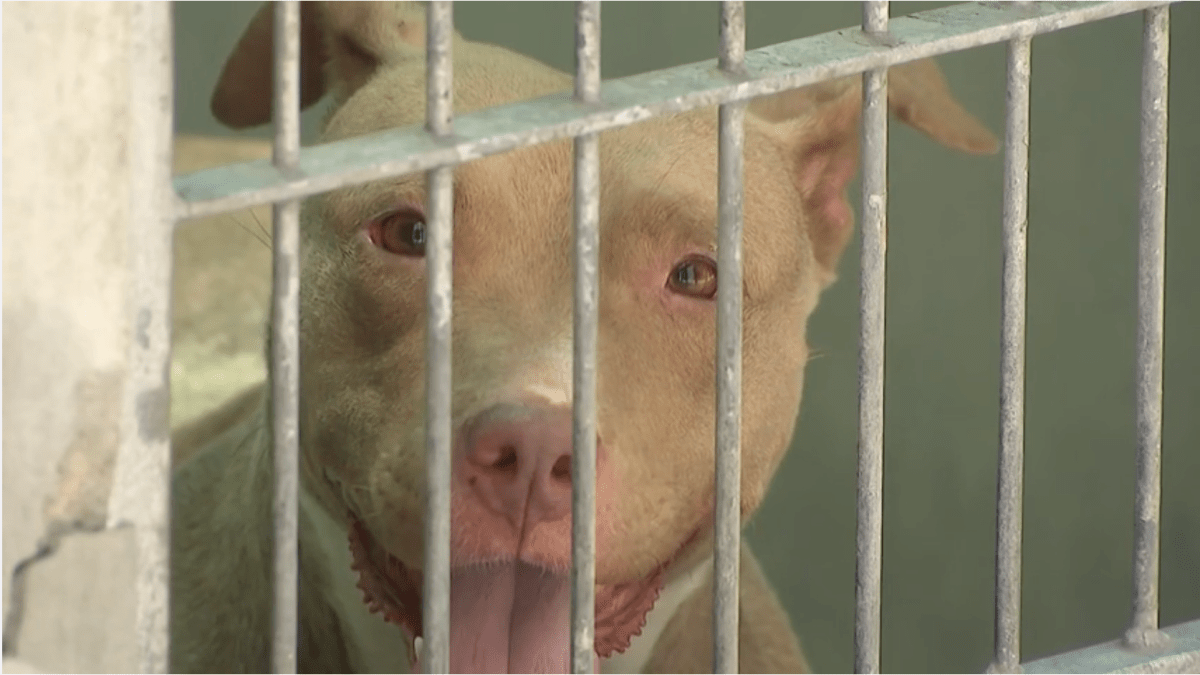 Dogs who survived the Eaton Fire still looking for forever homes – NBC ...