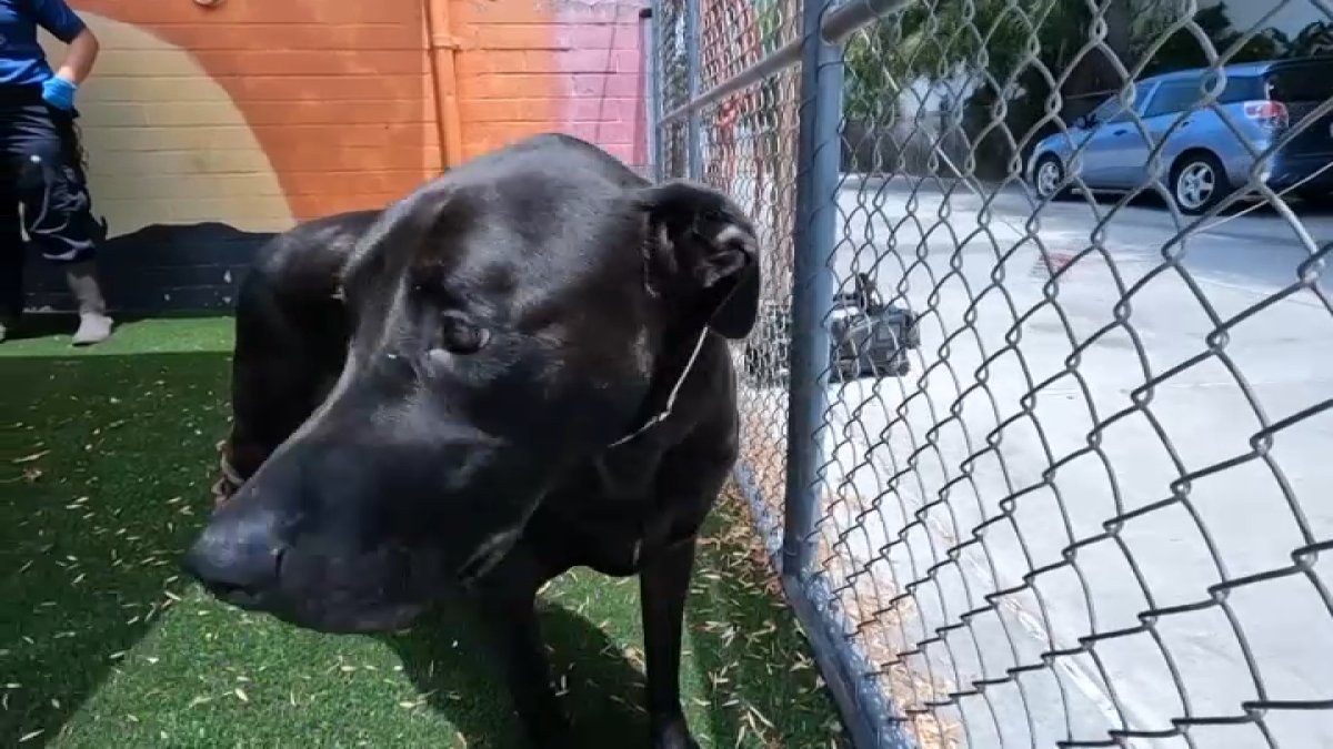 What happens to pets whose owners are affected by immigration raids ...