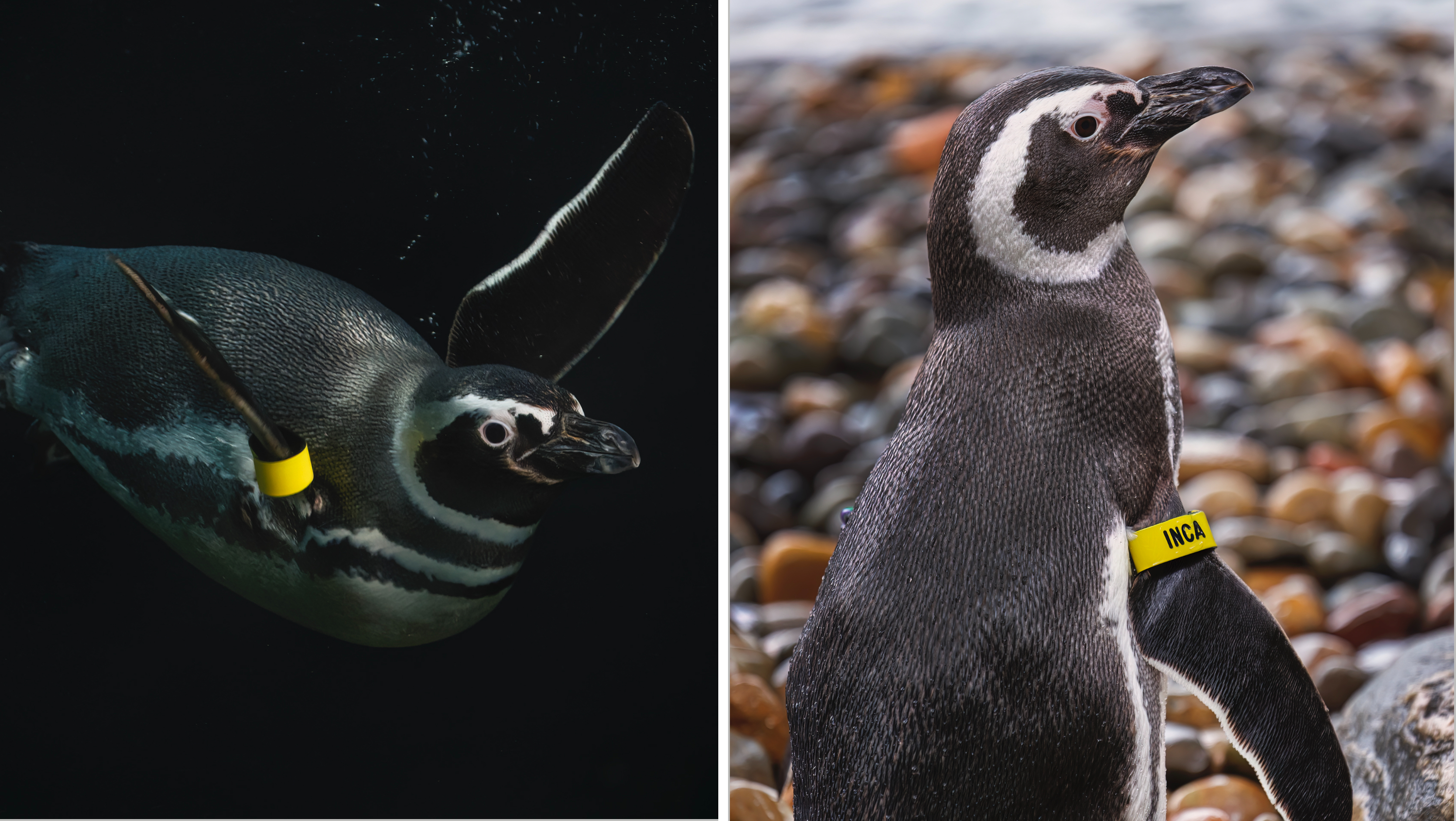 Magellanic penguins coming to Aquarium of Pacific in Long Beach – NBC ...