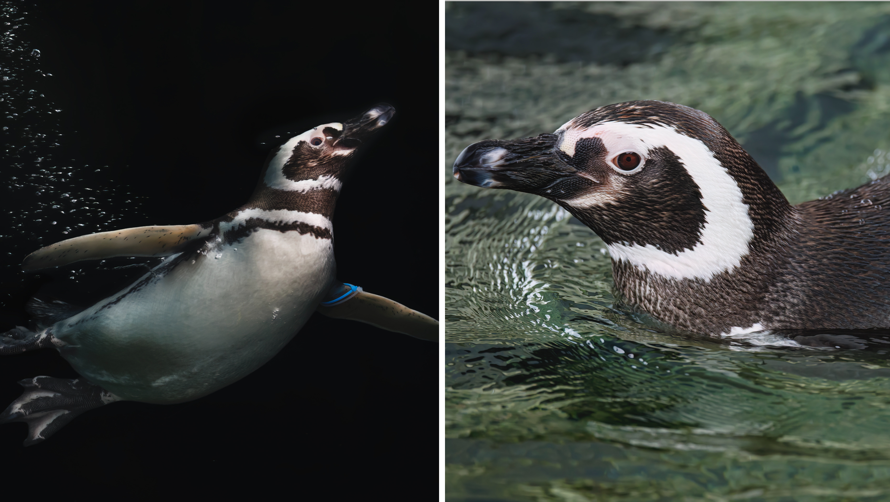 Magellanic penguins coming to Aquarium of Pacific in Long Beach – NBC ...