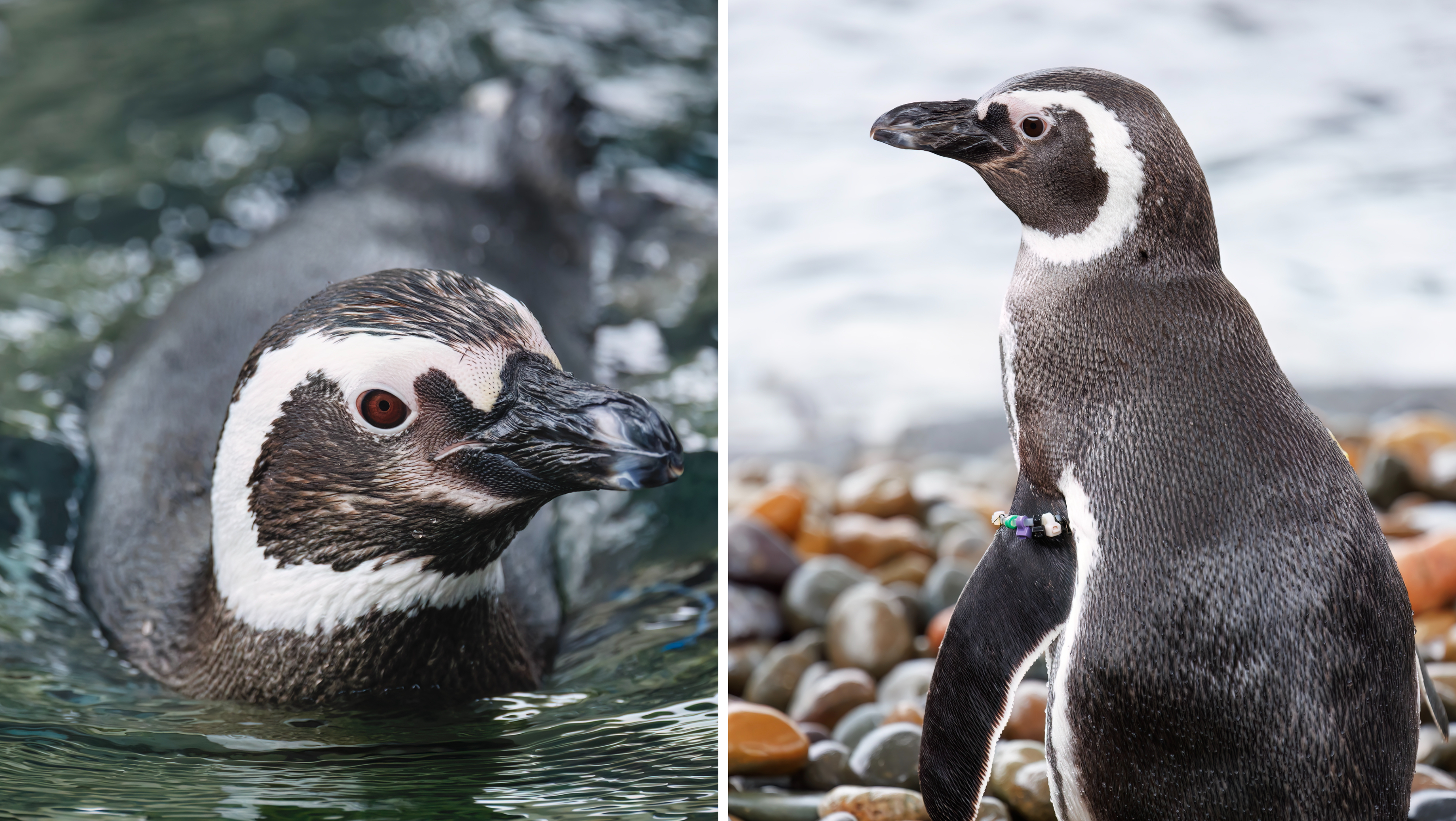 Magellanic penguins coming to Aquarium of Pacific in Long Beach – NBC ...