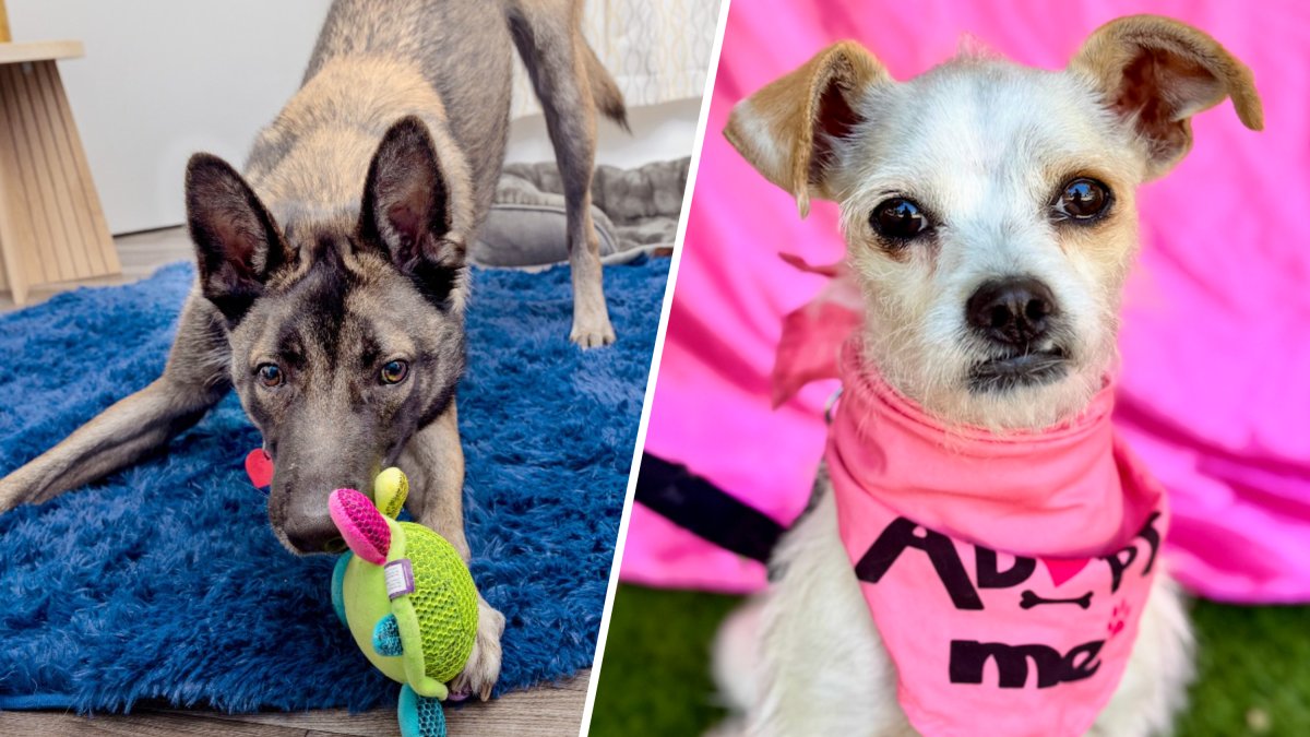 National Mutt Day: How to adopt the best dog for your lifestyle – NBC ...
