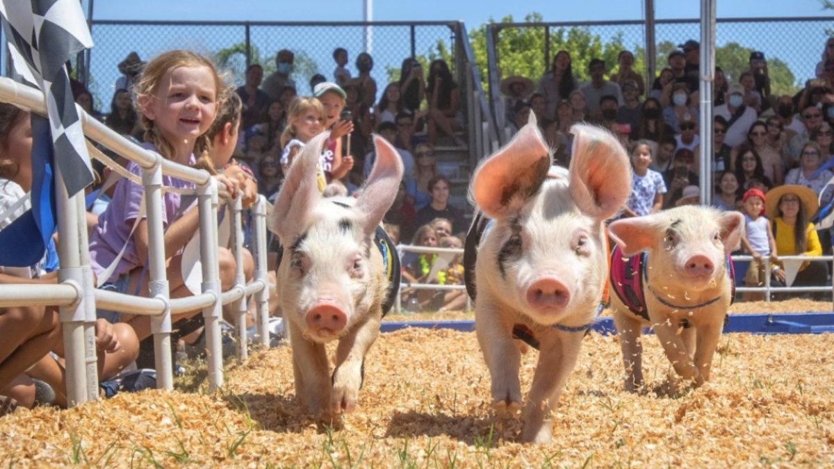 We’re squealing over the OC Fair’s free fun – NBC Los Angeles