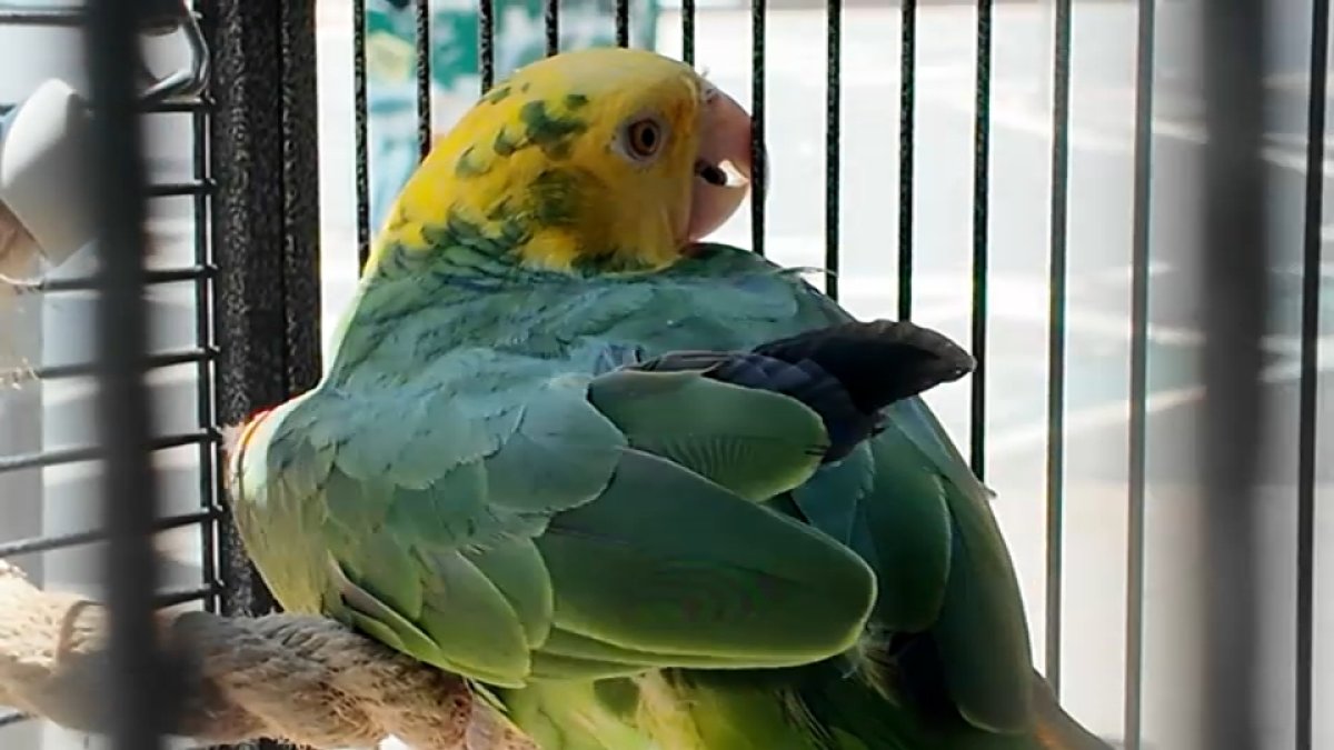 Park Slope parrot snatched from cage in front of Brooklyn laundromat ...