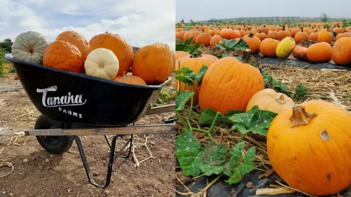 Pumpkin patch people, your time is coming: Tanaka Farms launches a fun ...