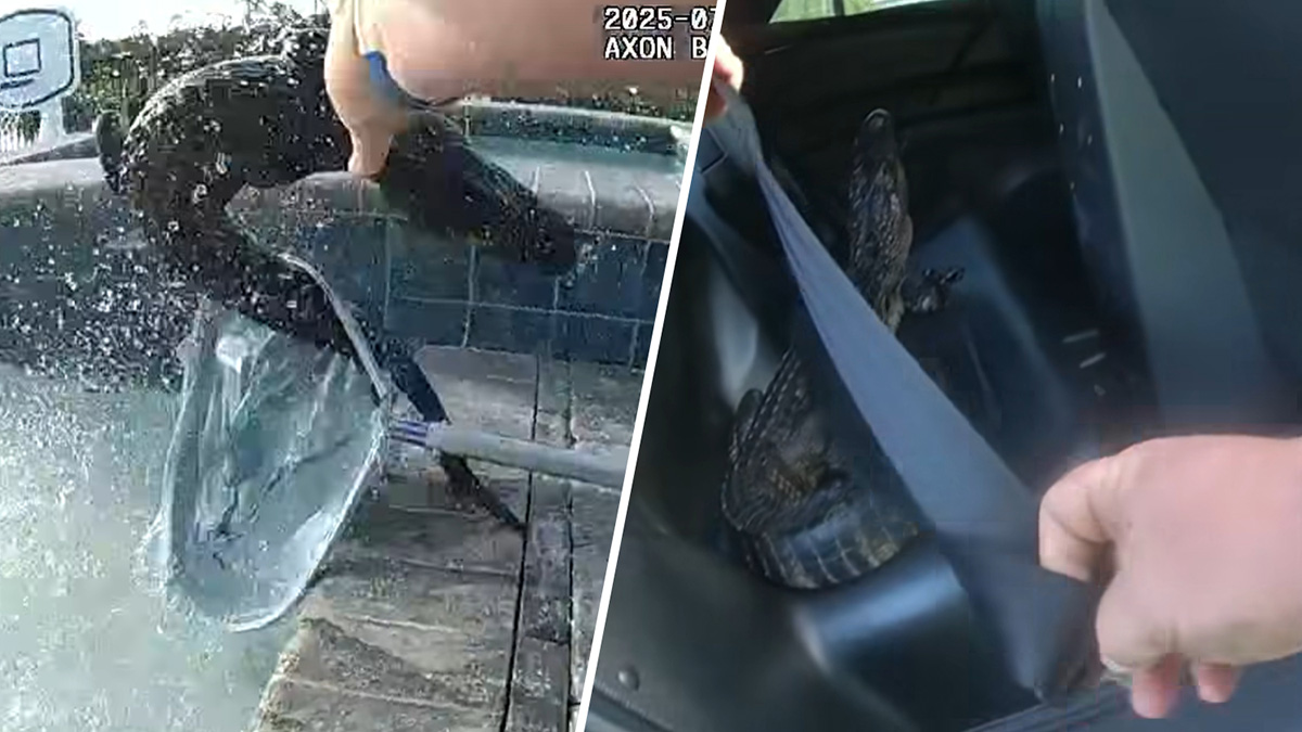 Video shows Florida deputy pulling angry gator out of pool – NBC Los ...