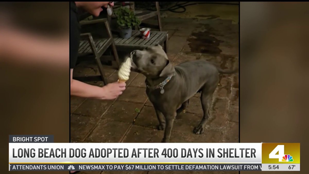 Long Beach dog adopted after 400 days in a shelter – NBC Los Angeles