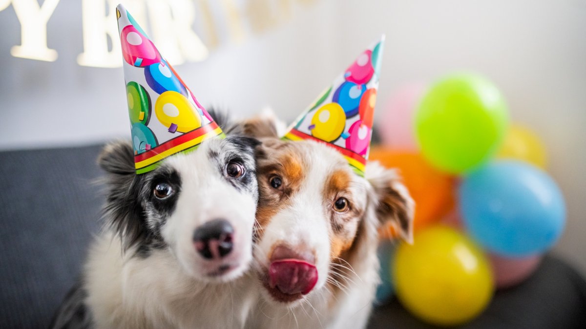 Woof woof: You and your shelter pup are invited to a free ‘DOGust ...