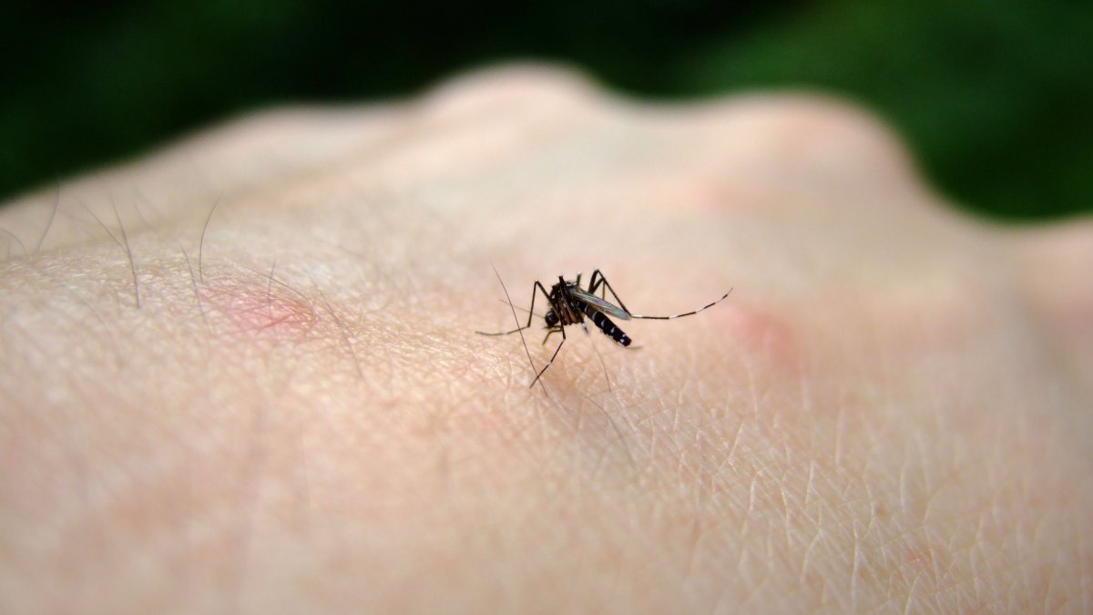 LA County reports first locally acquired dengue case of 2025 mosquito ...