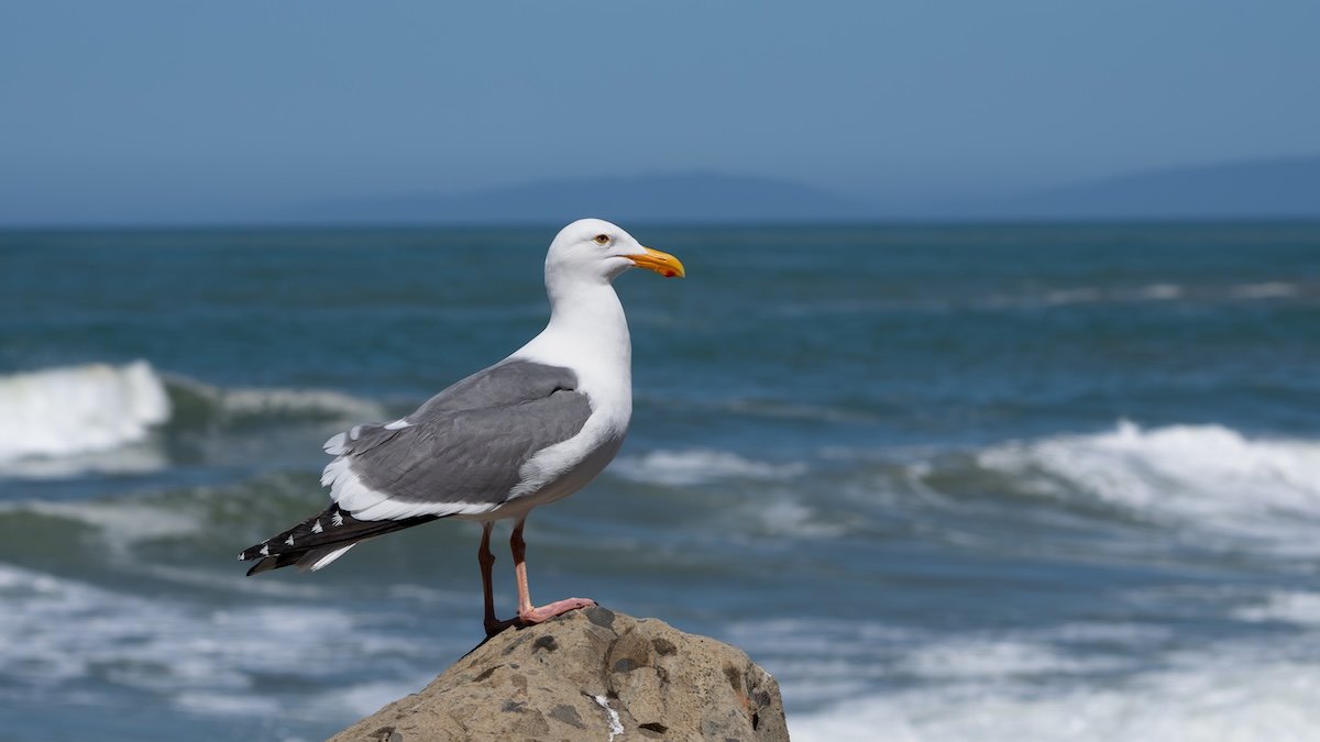 Mysterious illness affecting sea gulls in Southern California – NBC Los ...