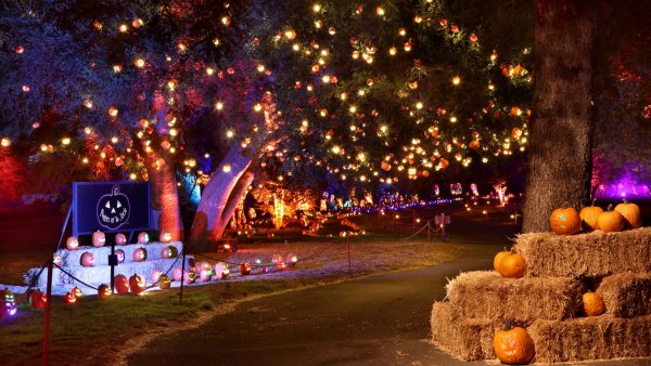 ‘Night of the Jack,’ a big pumpkin-tacular, is ready to glow for glory ...