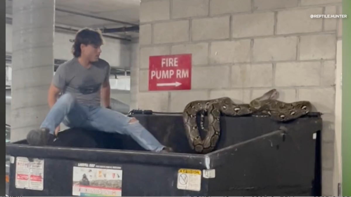 Riverside’s ‘Crocodile Dundee’ rescues 20-foot python in dumpster – NBC ...