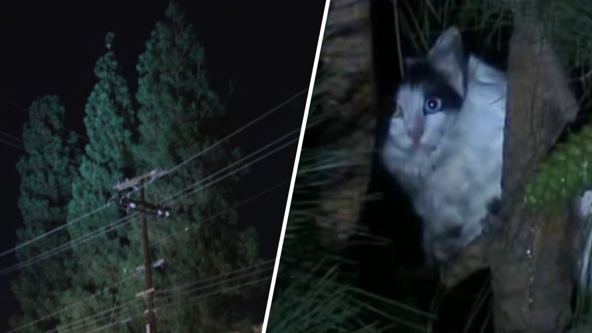 Firefighters rescue man who tried to rescue cat in North Hills tree ...