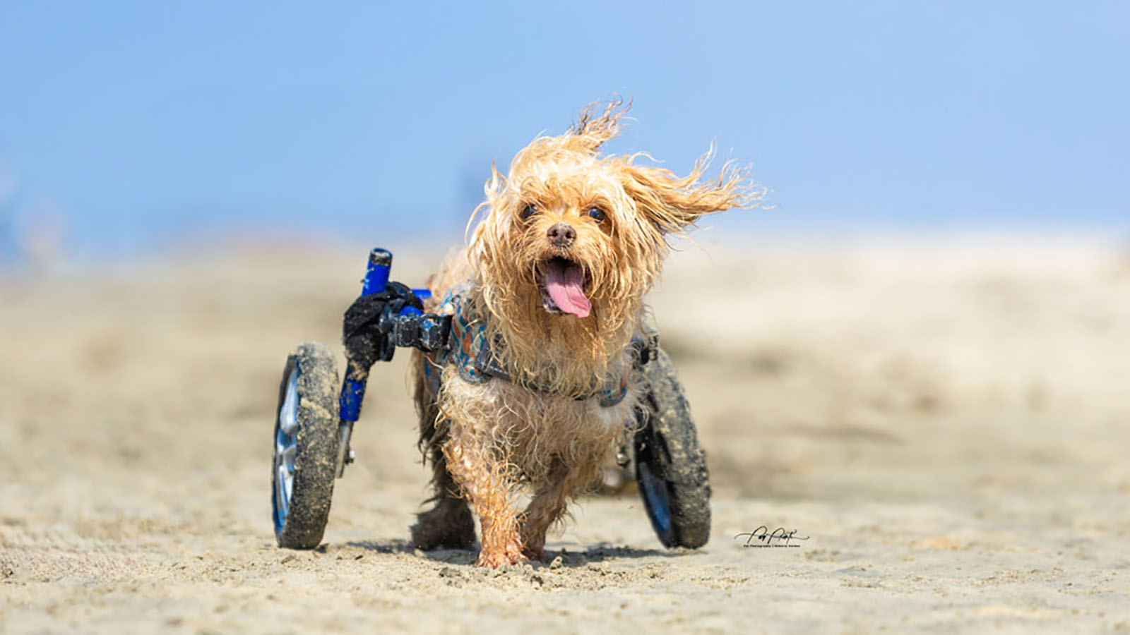The Unstoppable Dogs, once abused, now bring inspiration and joy – NBC ...