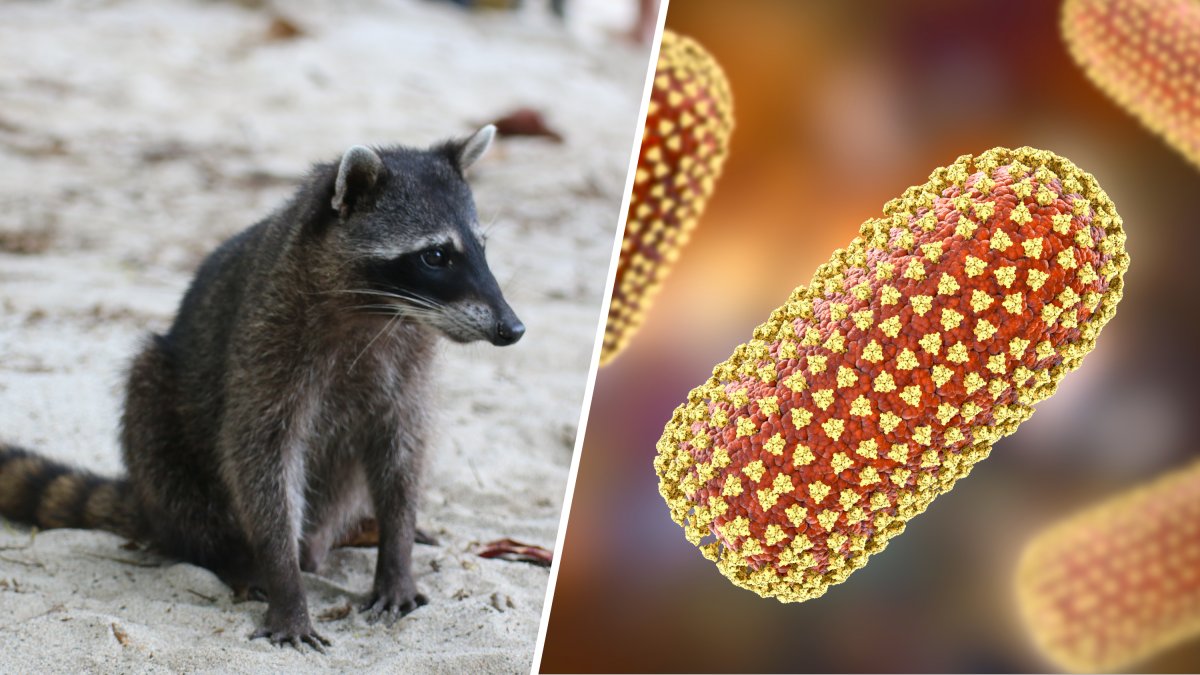 Outbreaks of rabies seem to be rising across the U.S. – NBC Los Angeles
