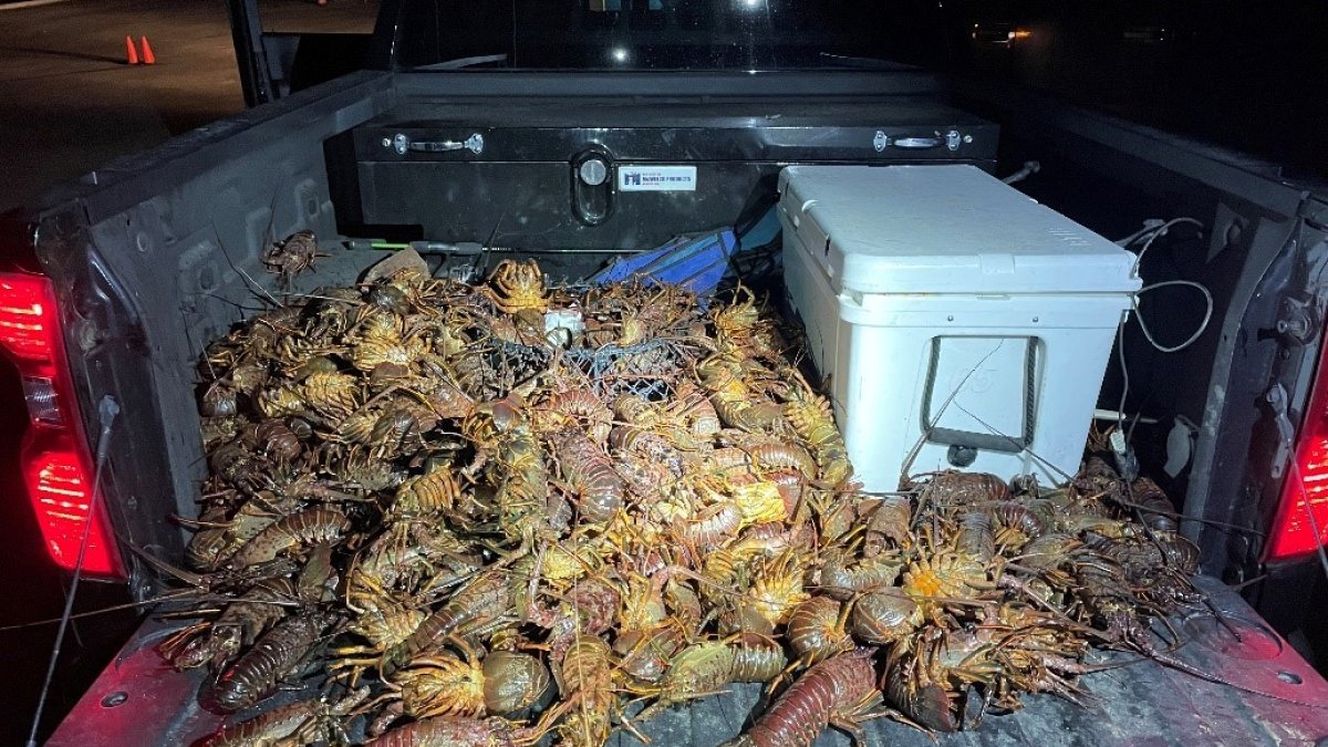 4 people arrested for poaching lobsters near San Pedro – NBC Los Angeles