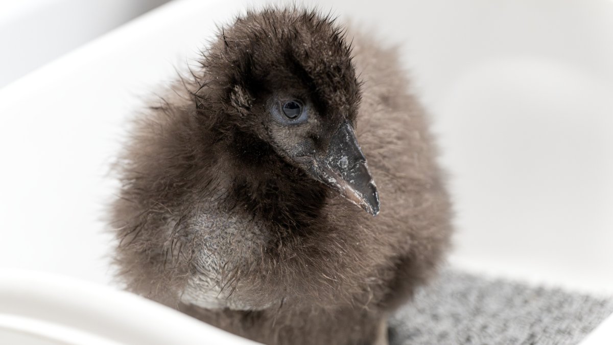 Pufflings on the peninsula: Fuzzy baby birds win hearts at Monterey Bay ...
