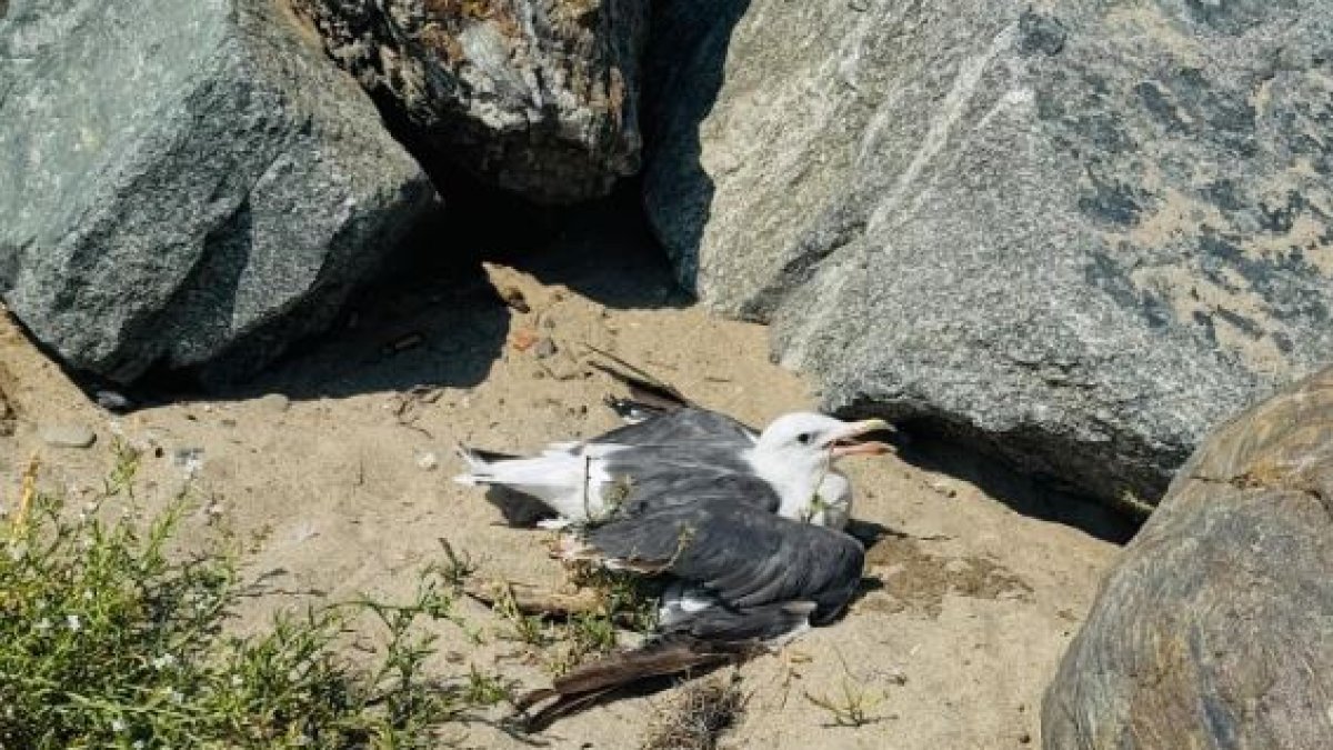 Sick seagulls are being found in Malibu – NBC Los Angeles