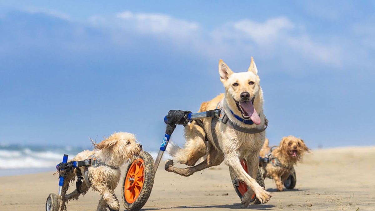 The Unstoppable Dogs, once abused, now bring inspiration and joy – NBC ...