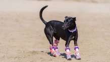 The Unstoppable Dogs, once abused, now bring inspiration and joy – NBC ...