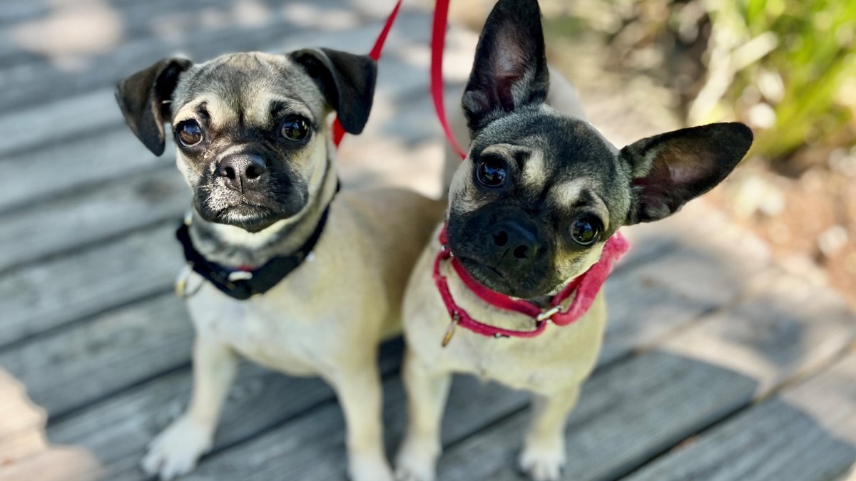 Puppy pug sisters available for adoption in Mission Viejo – NBC Los Angeles