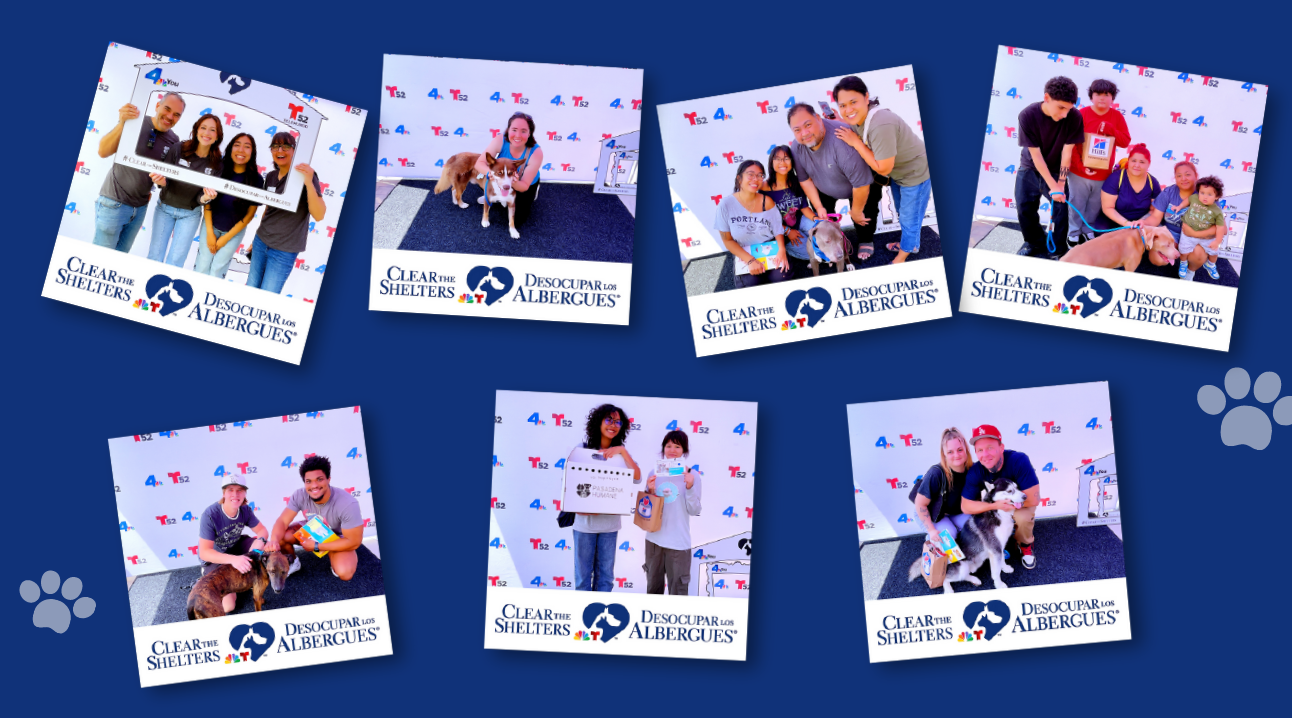 NBC4 and Telemundo 52 Help Over 9,400 Pets Find Homes During 2025 Clear ...