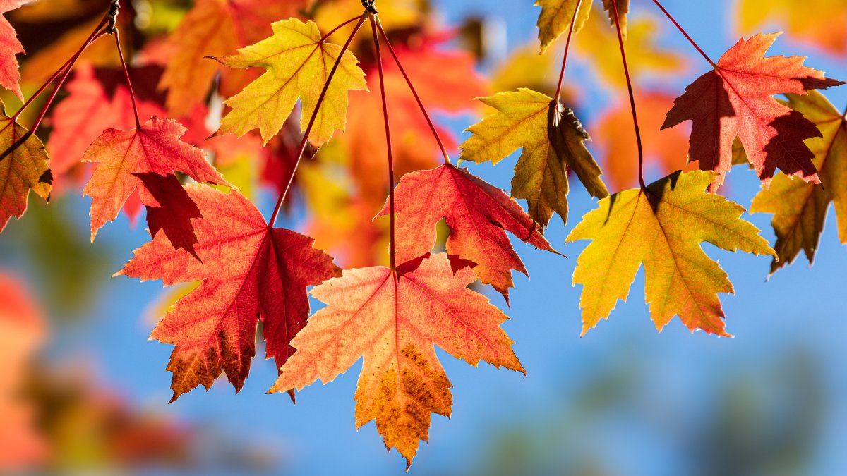 Autumn just arrived, but leafy color is already popping in parts of ...
