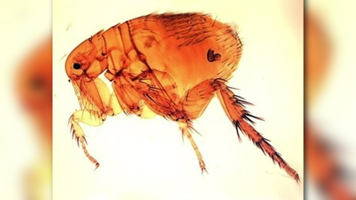 LA County sees all-time high of flea-borne typhus cases – NBC Los Angeles