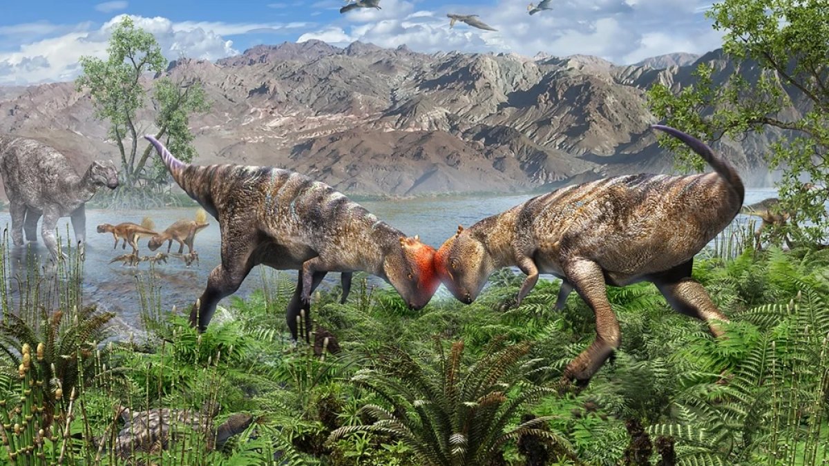 Oldest and most complete dome-headed dinosaur fossil found – NBC Los ...