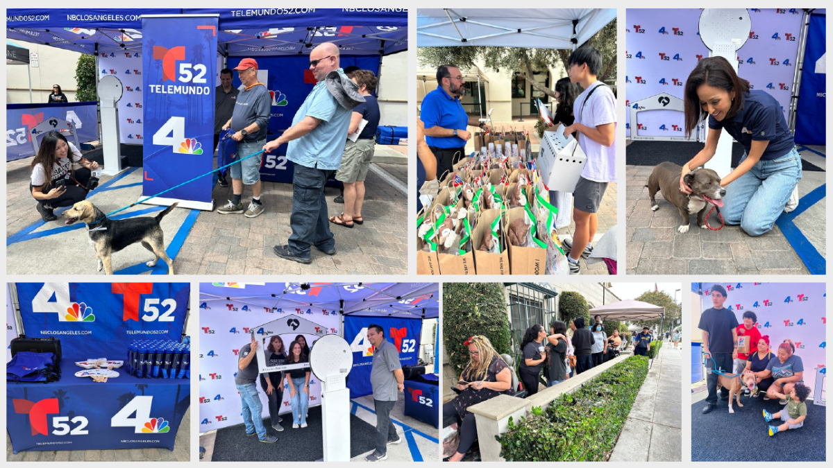 NBC4 and Telemundo 52 Help Over 9,400 Pets Find Homes During 2025 Clear ...