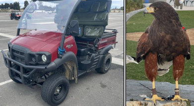 UTV stolen at SoFi Stadium found, hawks still missing, owner says – NBC ...