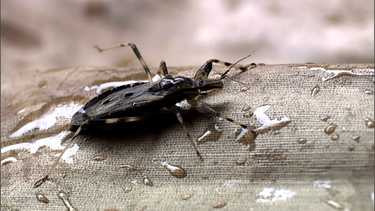 What is Chagas disease spreading in the U.S. – NBC Los Angeles