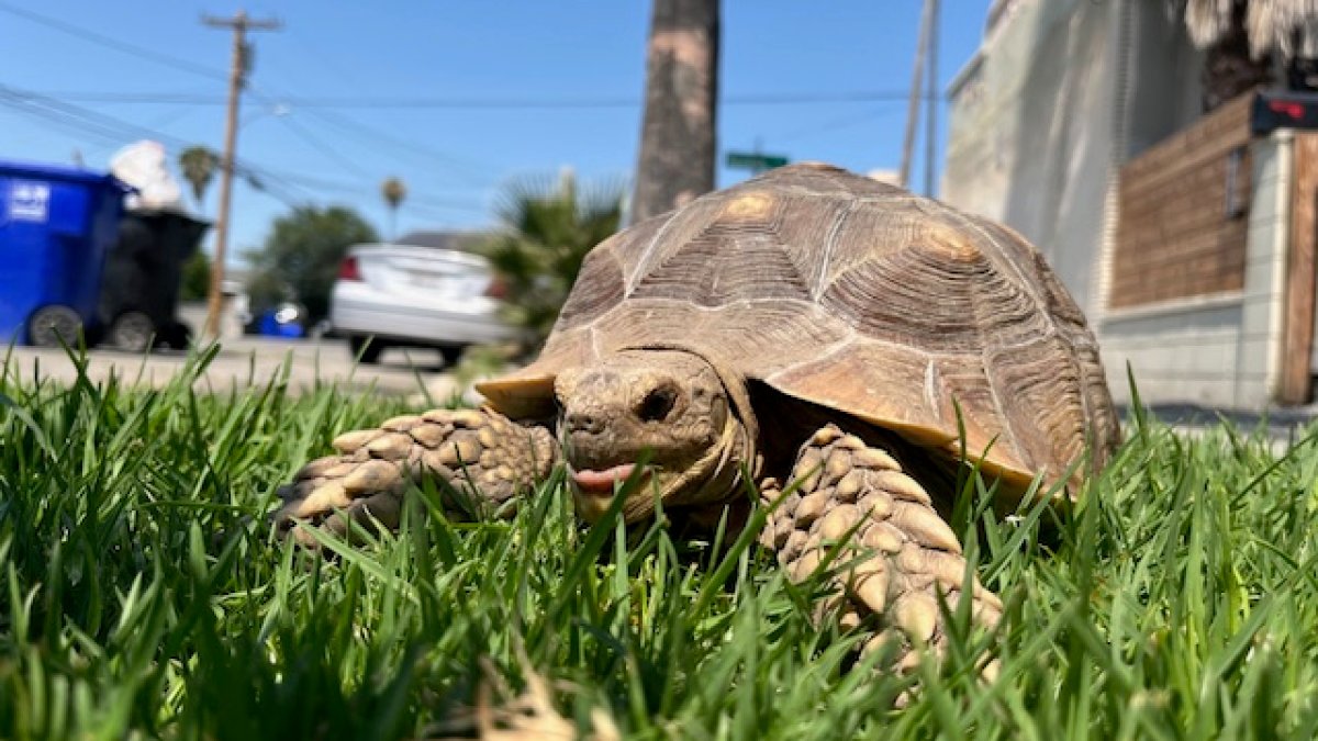 San Bernardino man searching for missing pet tortoise – NBC Los Angeles