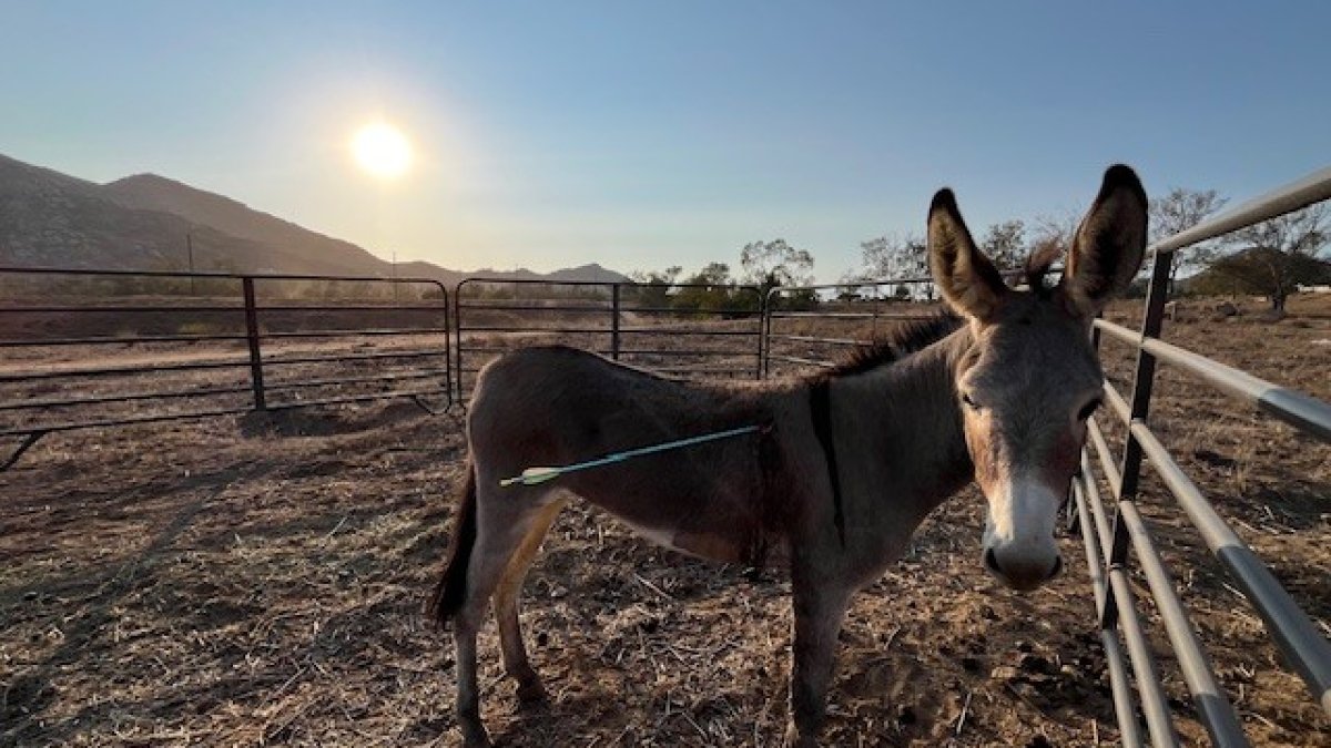 Wild donkey found with arrow lodged in its shoulder – NBC Los Angeles