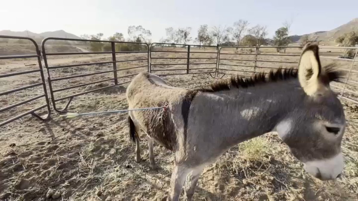 $14k reward offered to find person who shot 6 donkeys – NBC Los Angeles