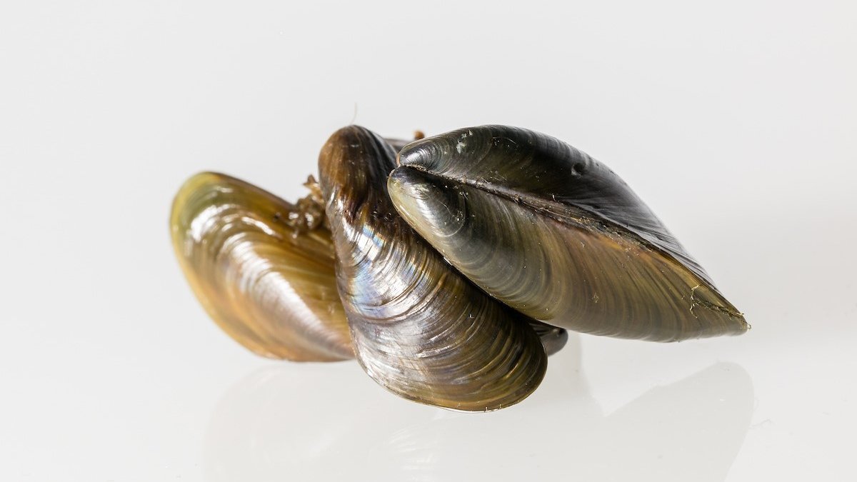 Warning for golden mussel at Pyramid Lake, Silverwood Lake – NBC Los ...