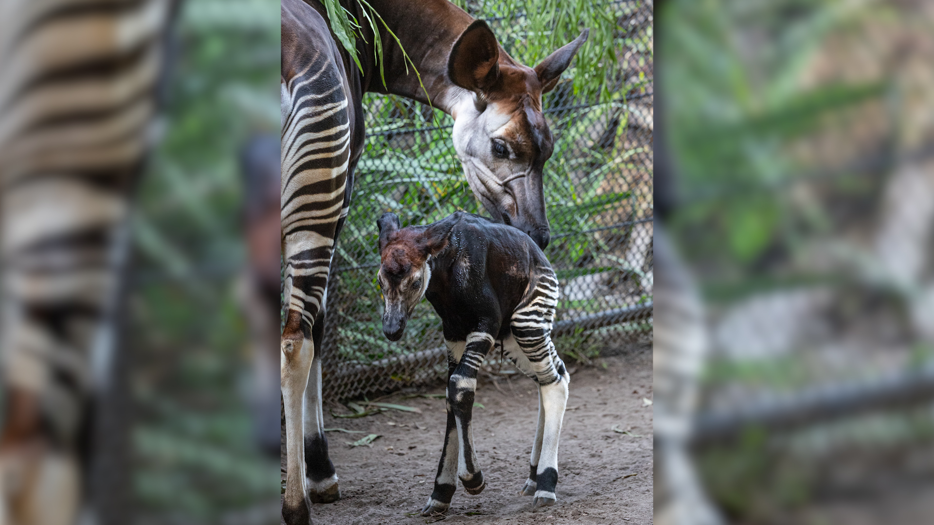 Endangered okapi calf born at San Diego Zoo – NBC Los Angeles