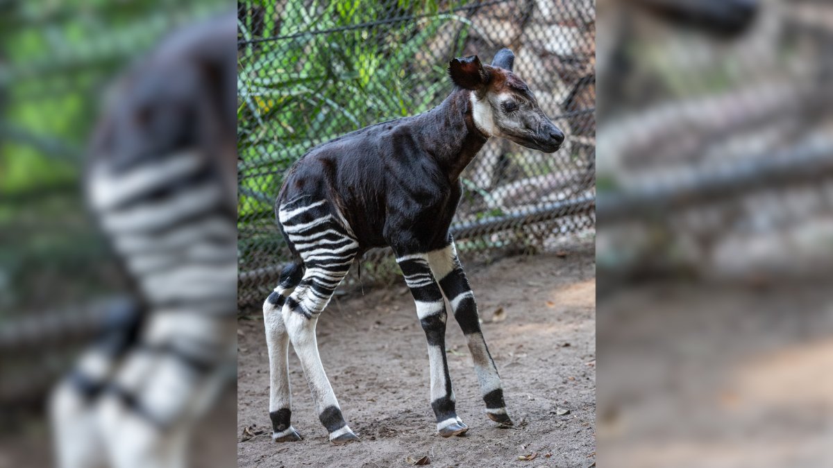 Endangered okapi calf born at San Diego Zoo – NBC Los Angeles