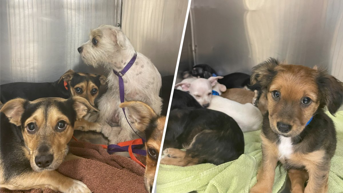 18 dogs rescued from Coachella property – NBC Los Angeles