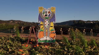 Art in the pumpkin patch: Tanaka Farms unveils a cool creative ...
