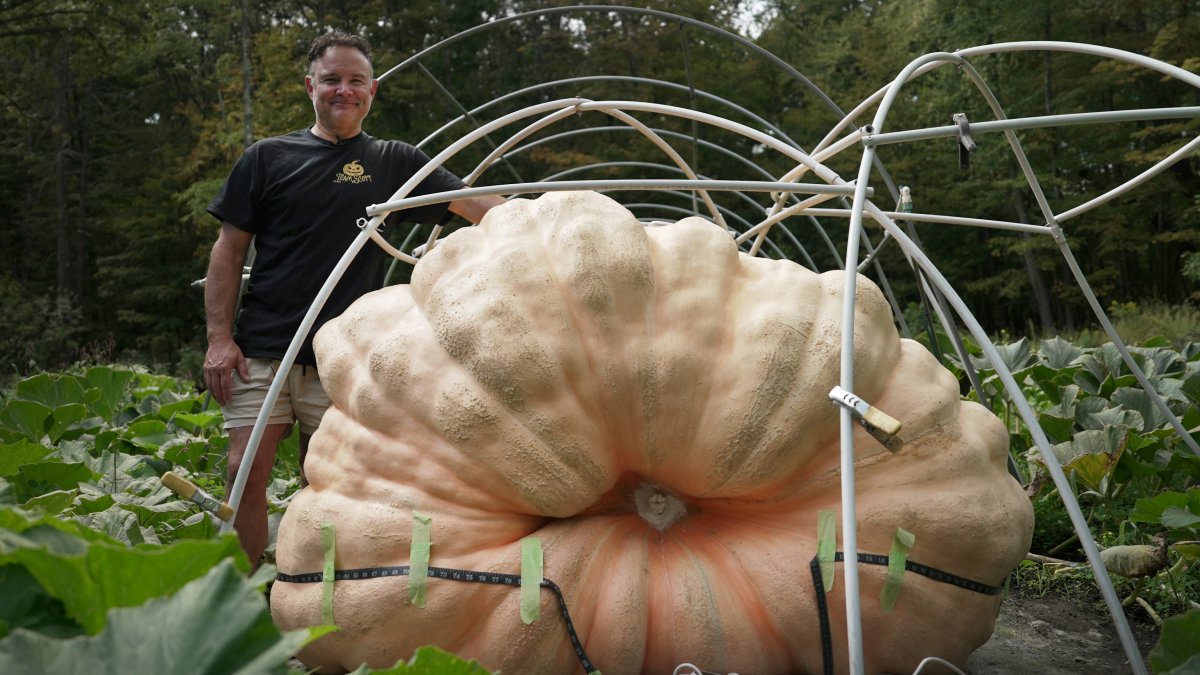 How to grow a giant pumpkin, with help from science – NBC Los Angeles