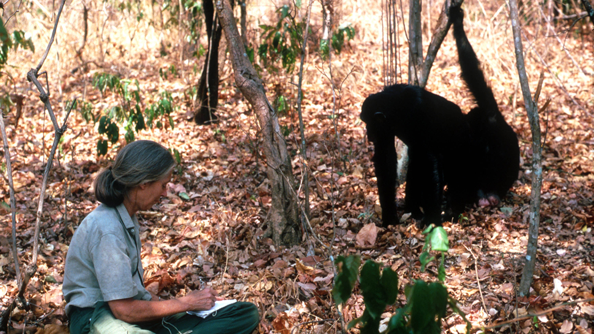 Wildlife researcher Jane Goodall dies at 91 – NBC Los Angeles