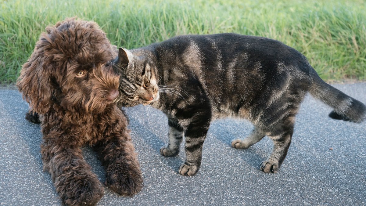 Newsom signs bills to end puppy mill pipeline, protect cats – NBC Los ...