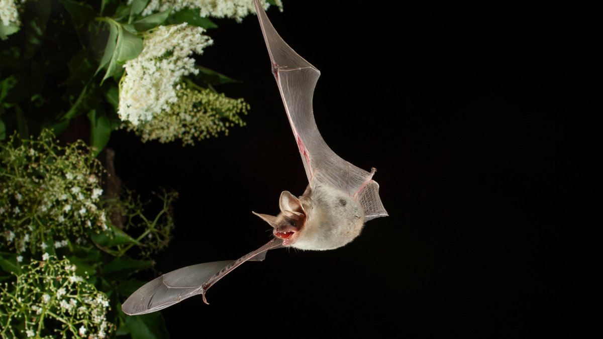 Bat in Orange tests positive for rabies; residents asked to report ...